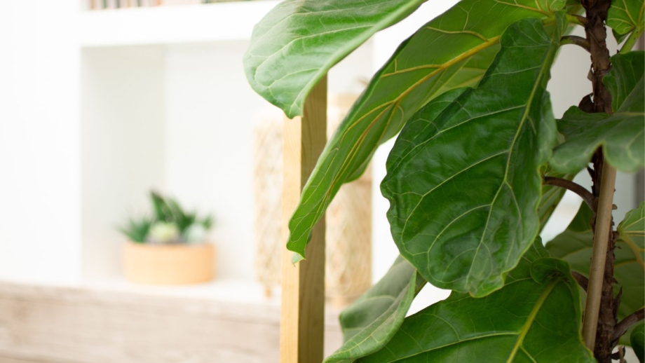 Why your fiddle leaf fig is dropping leaves (and how to fix it)