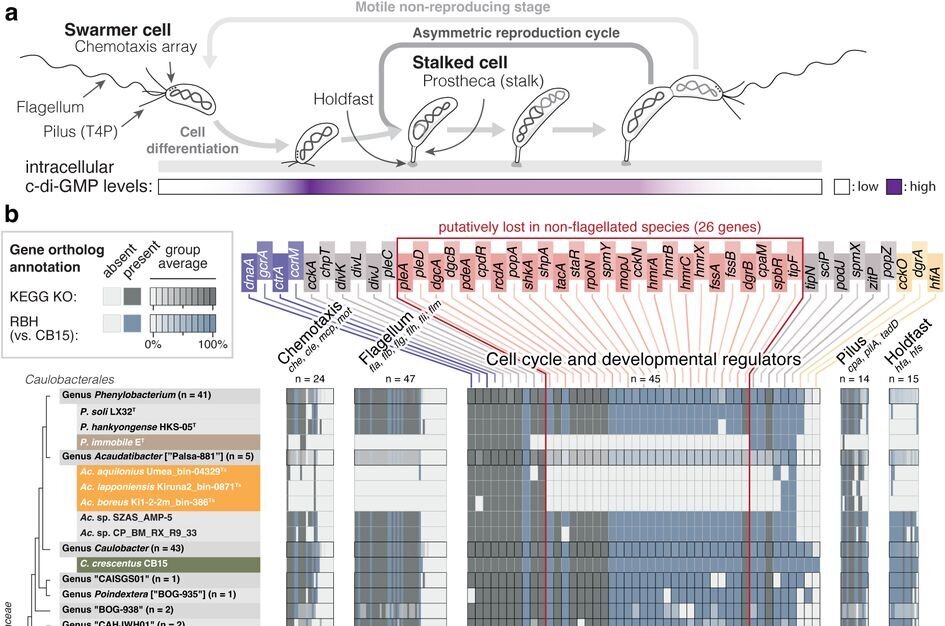 Swedish freshwater bacteria reveal lost genes and unexpected ...