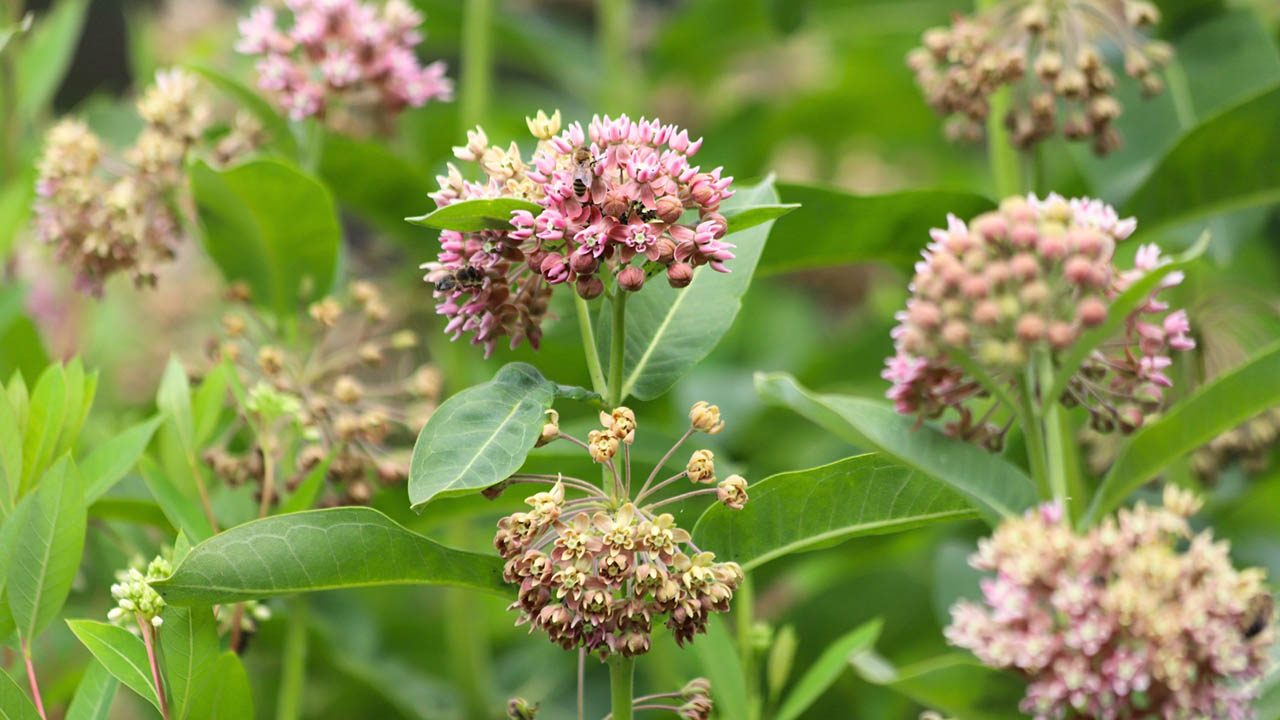 10 reasons why you should grow milkweed by your front door