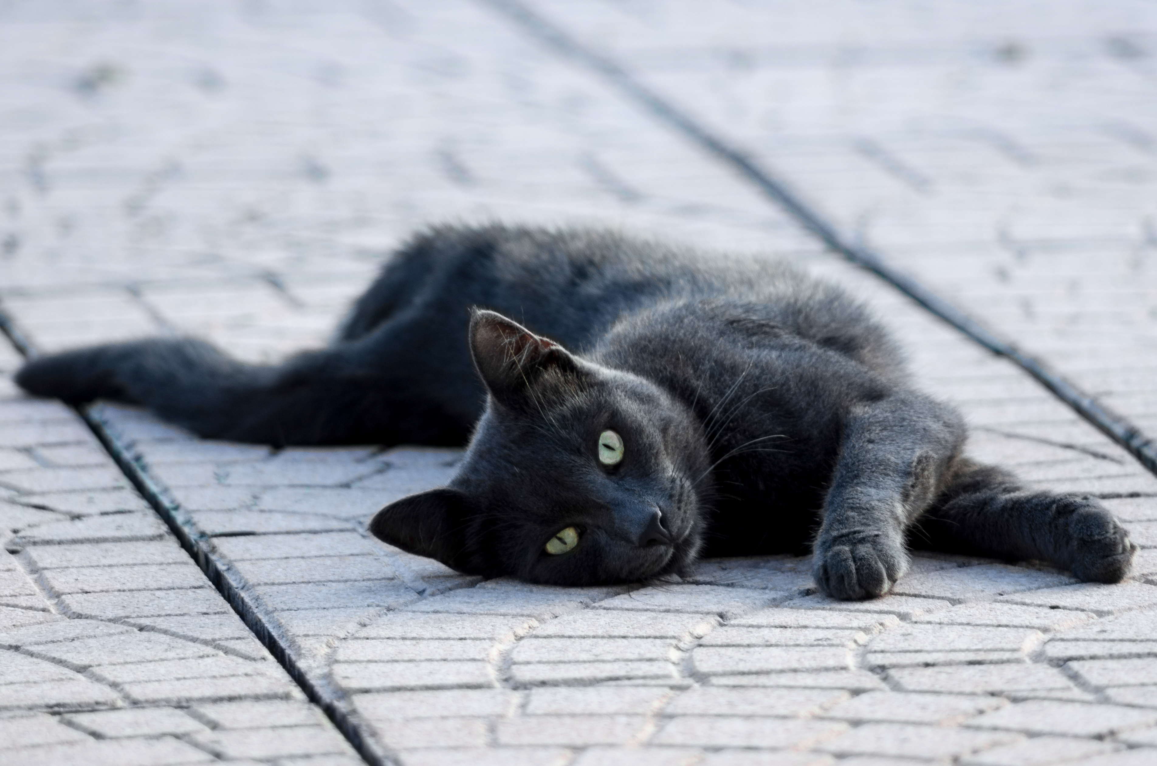 Hearts melt at viral story of cat that’s so stupid it’s almost concerning