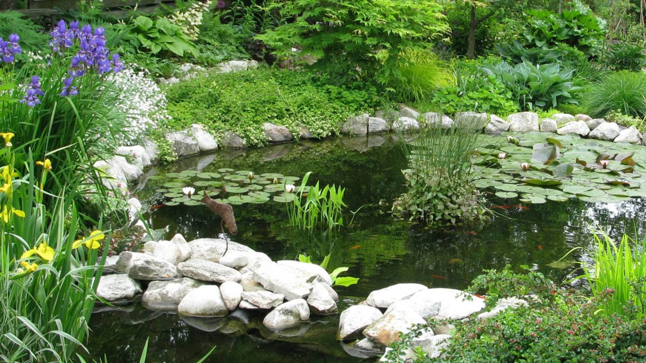 10 things to expect with a pond garden