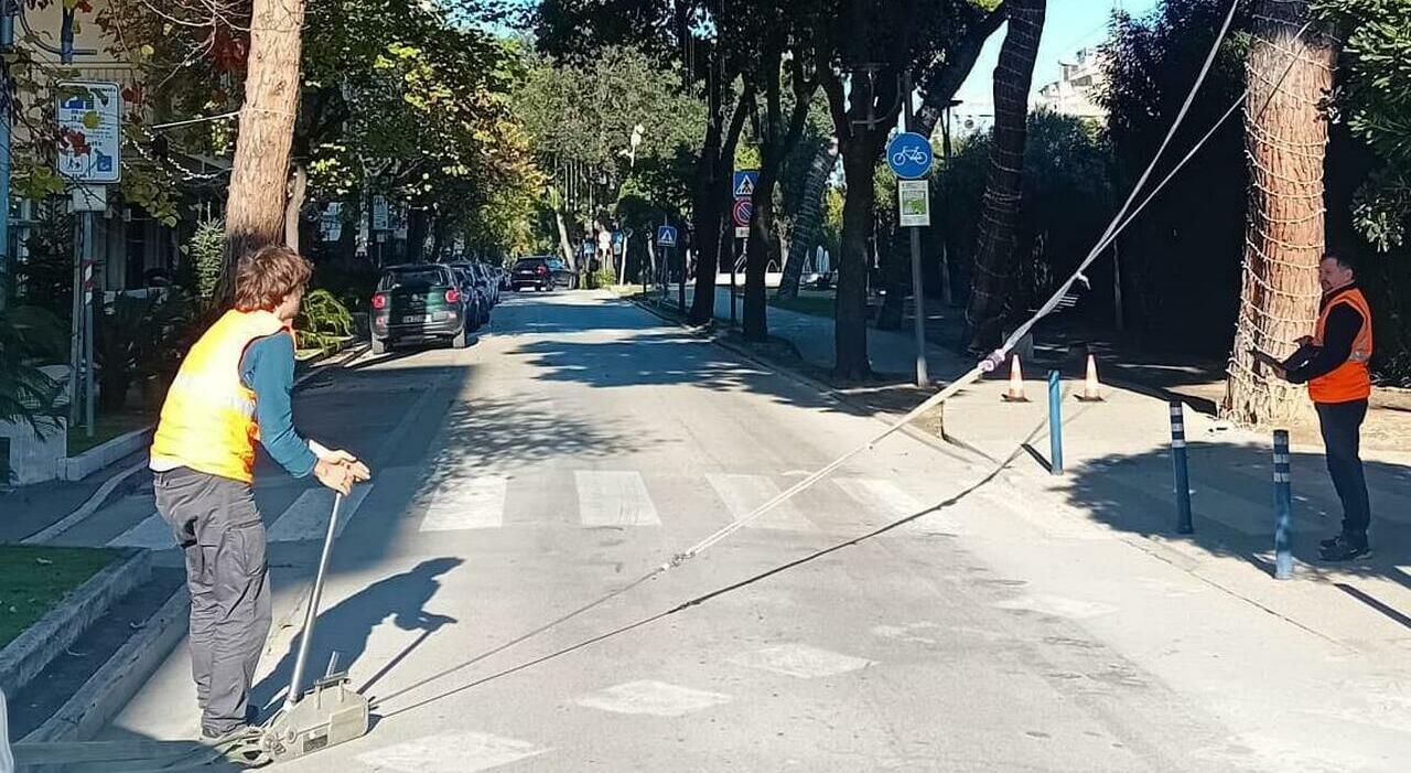 Alberi a rischio, via al doppio test a Porto San Giorgio: «Non c’è ...