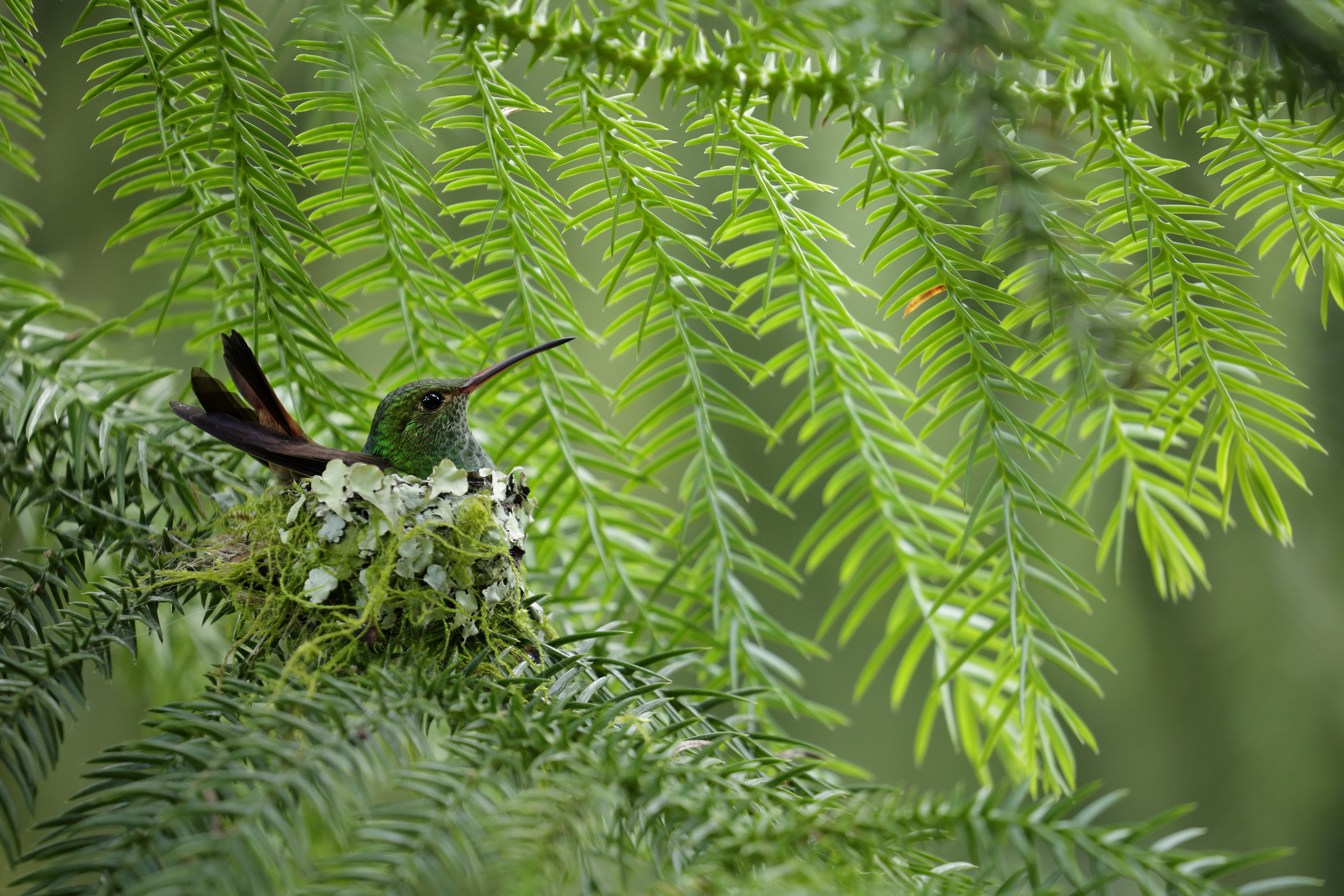 Facts you may not know about birds