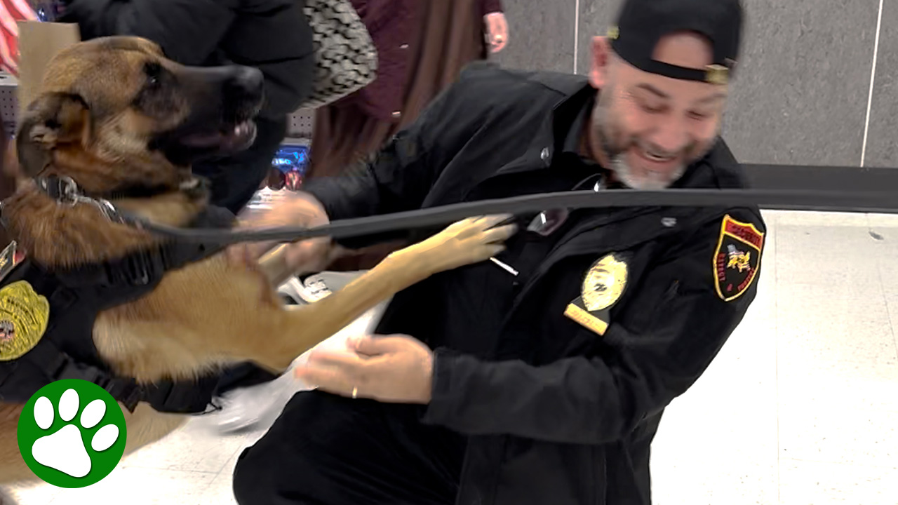 K9 spots his first handler in the wild after 6 months