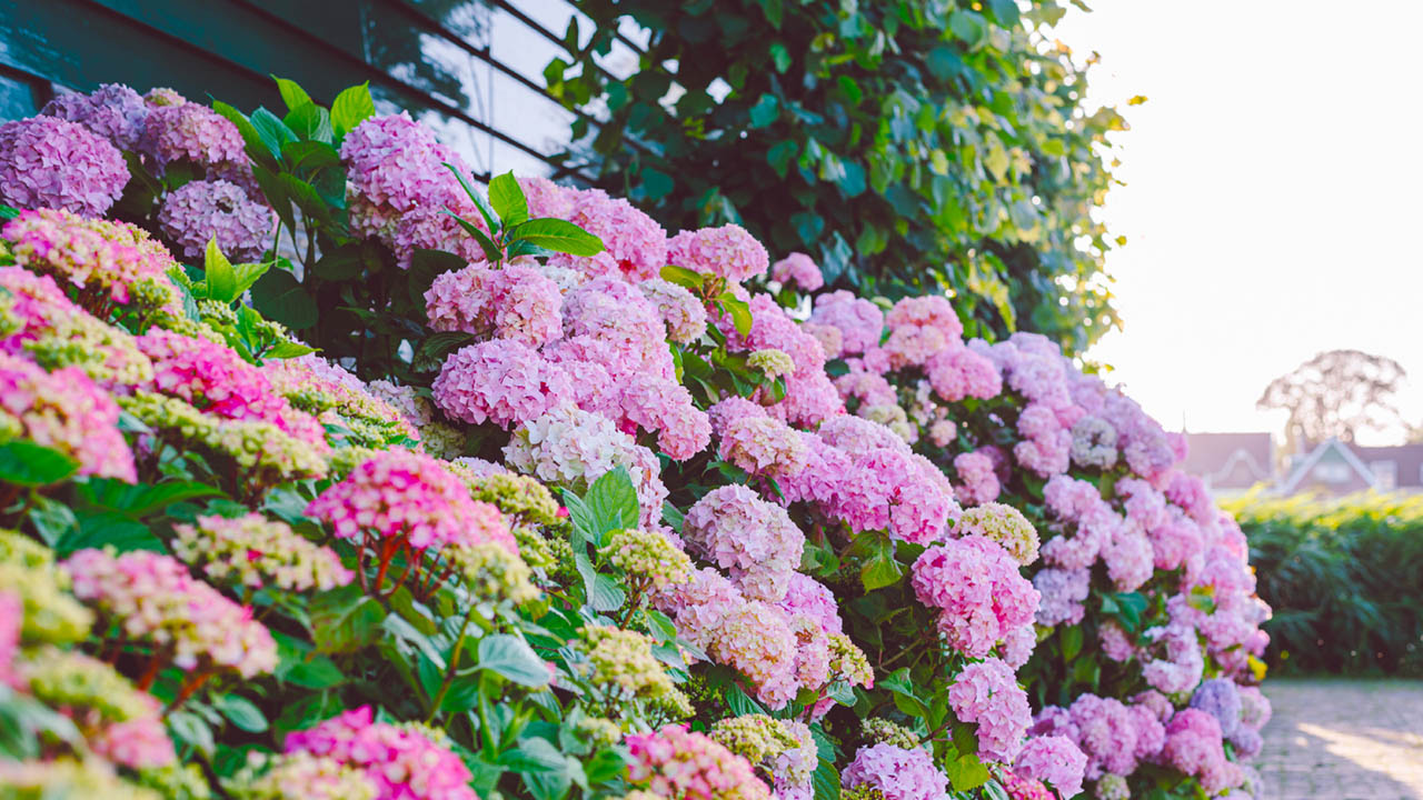 10 reasons why you should grow hydrangeas by your front door