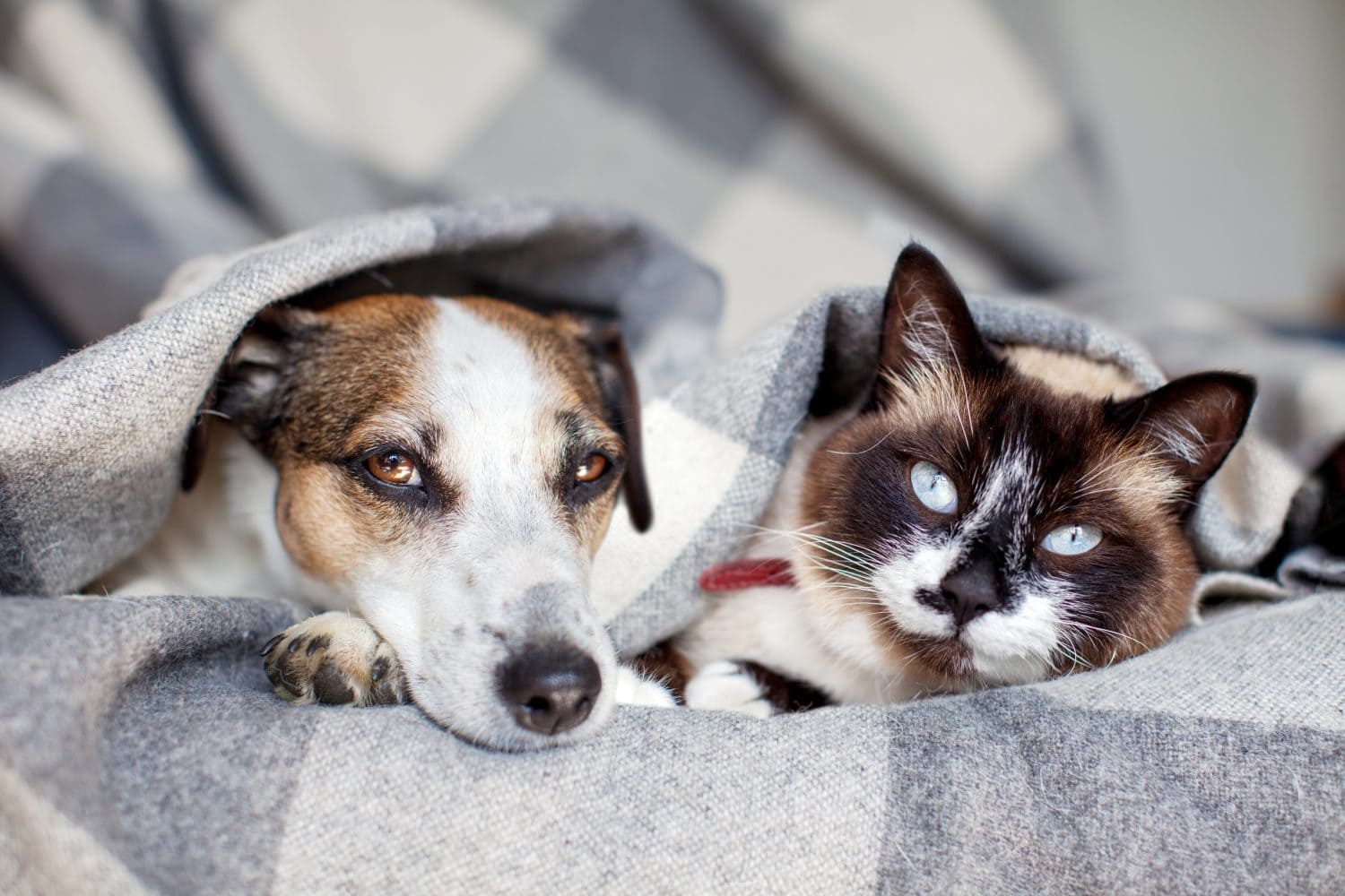 24 undeniable reasons why cats rule and dogs drool