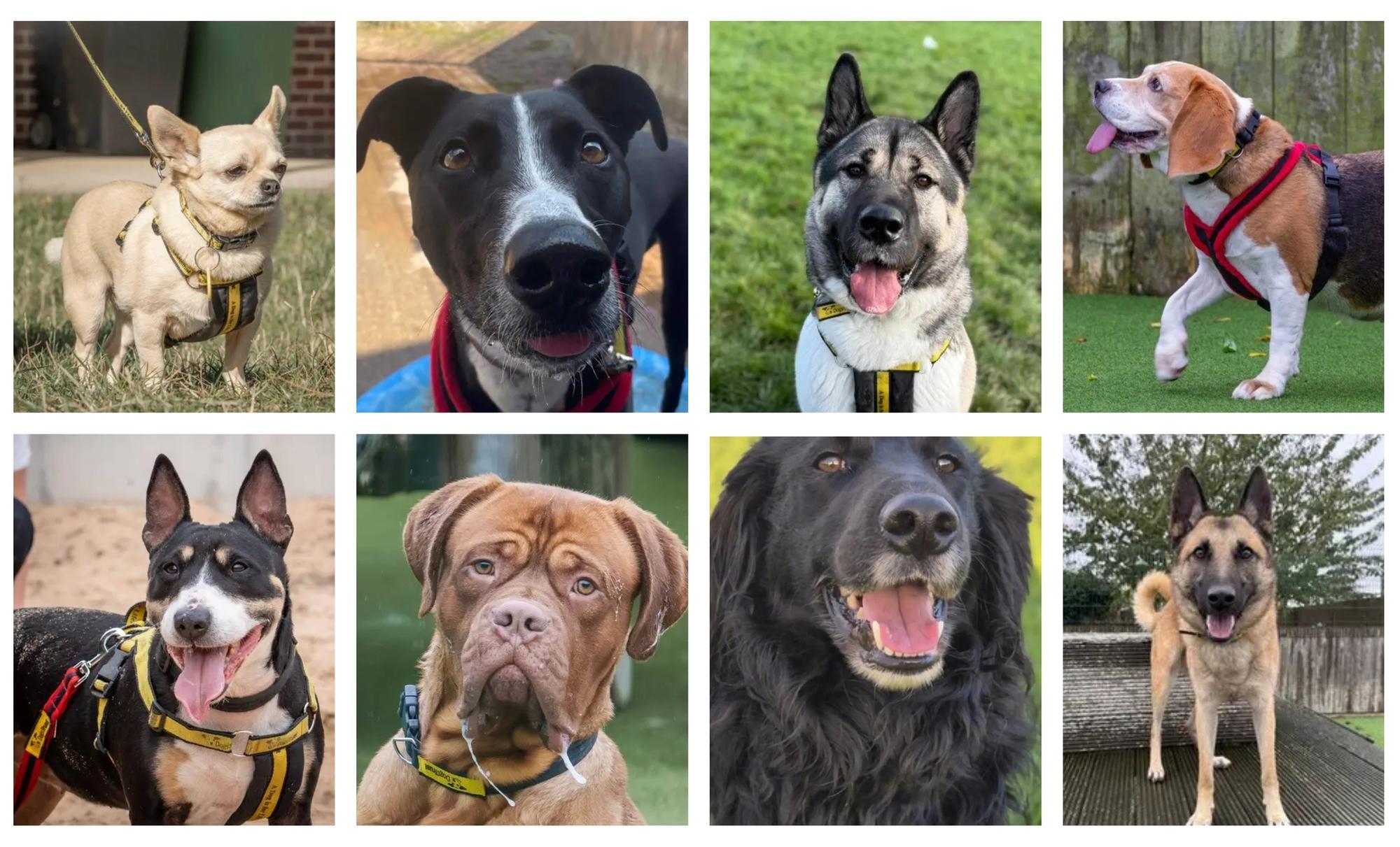 Column - Dogs of the month from Dogs Trust Loughborough