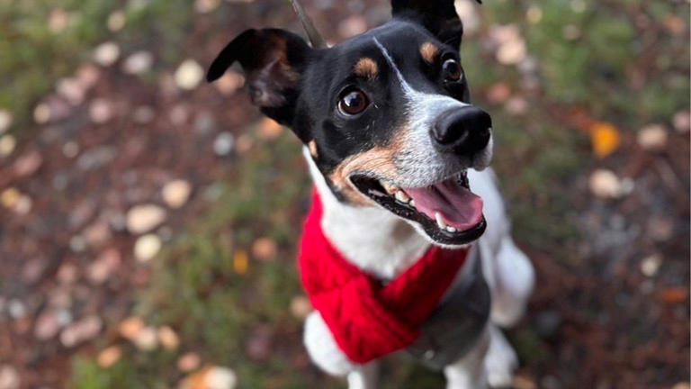 10 tips to get your dog ready for trail running