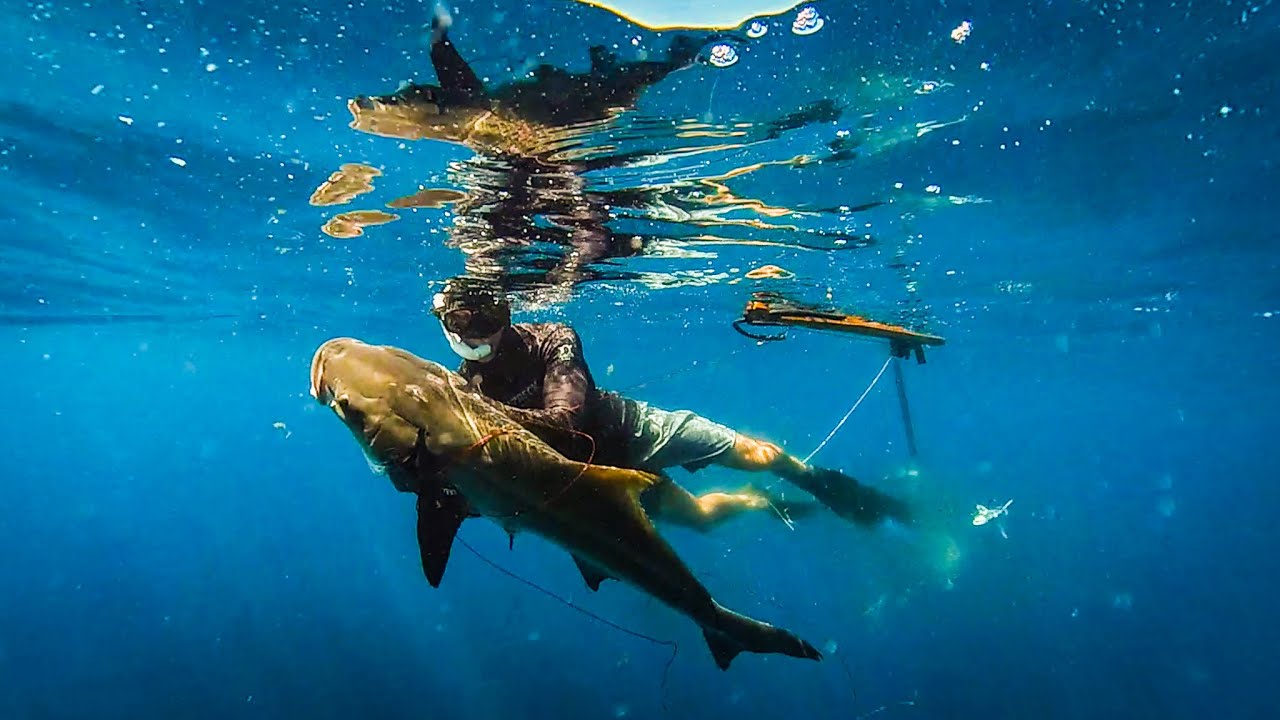 Surrounded by giant sharks with nowhere to hide