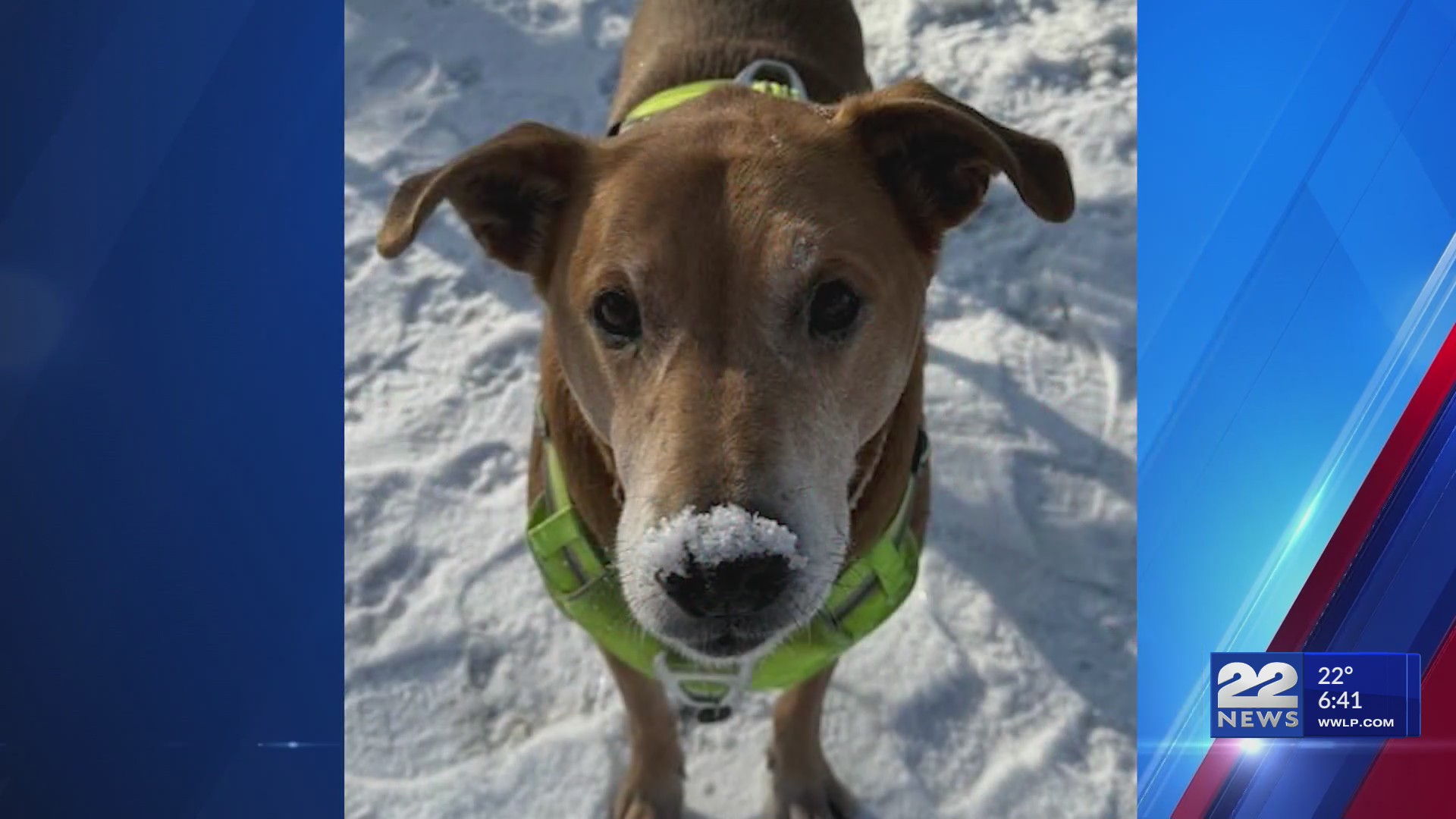 Homeless dog faces third Christmas inside Massachusetts shelter