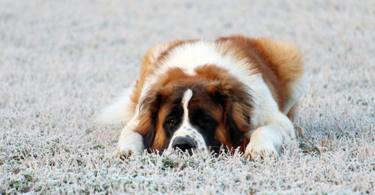 12 breeds your vet watches closely for early joint and hip problems