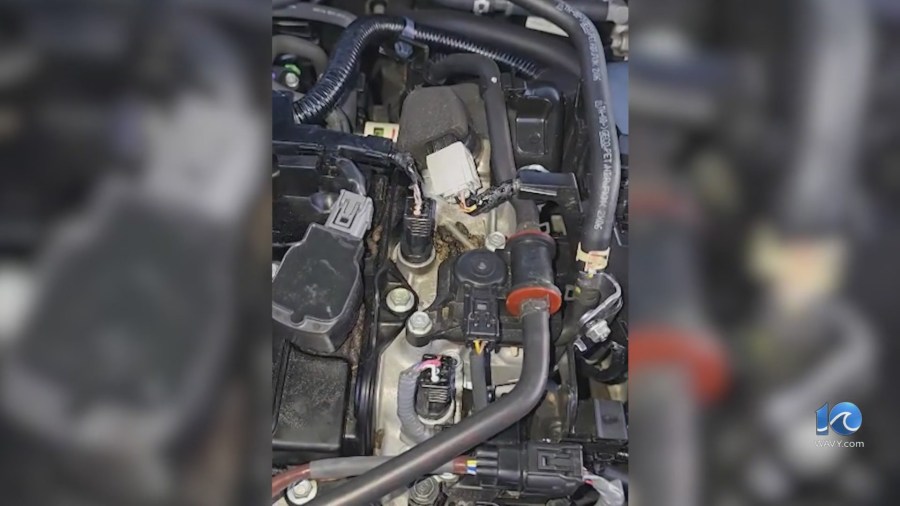 Woman says that rats are chewing up her engine
