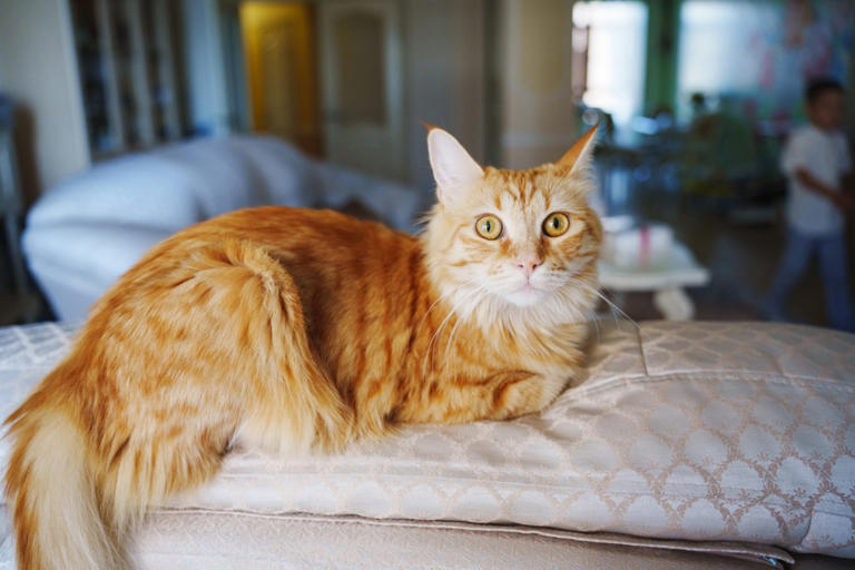 Pet owner takes cat Rosie to the vet, unprepared for what they learn