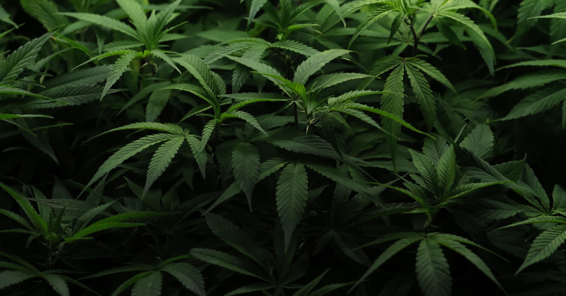 Trump expected to sign executive order to reclassify marijuana as soon ...