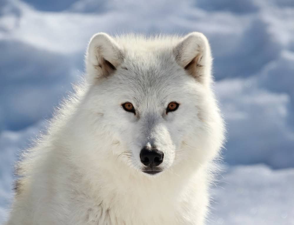 15 remarkable facts about the Arctic wolf