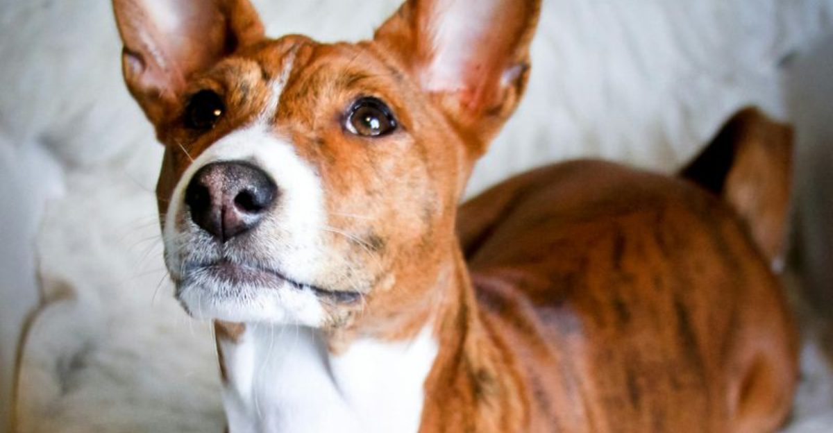 10 dog breeds with iron stomachs (and 5 that need extremely gentle diets)
