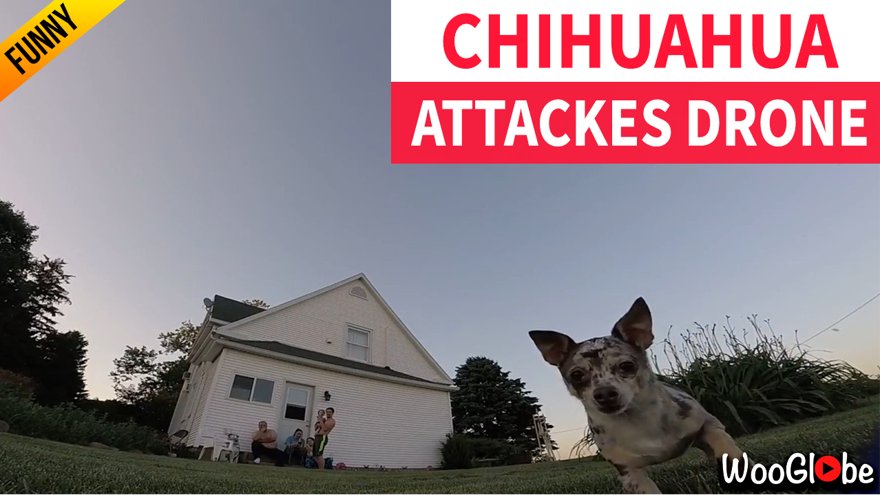 OMG: Vicious chihuahua / dog attacks drone || WooGlobe