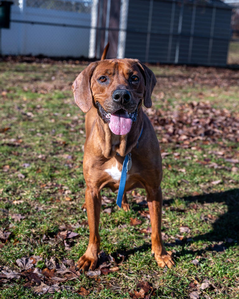 Meet Finigan: Lower Bucks County's shelter pet of the week