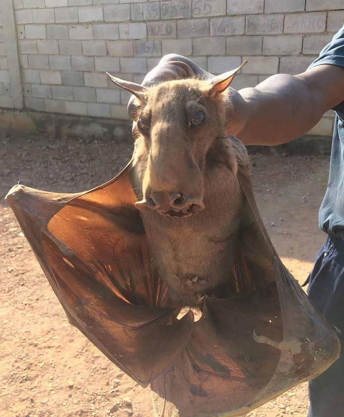 46 photos to remind everyone that many animals are way bigger than most ...