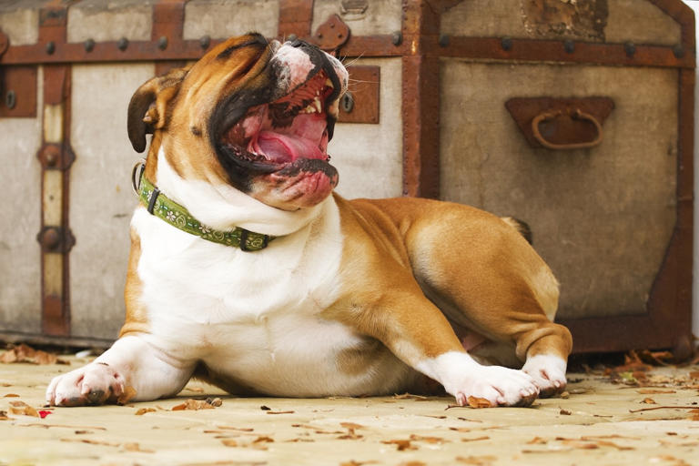 English bulldog protects mom from sponge like his life depends on it