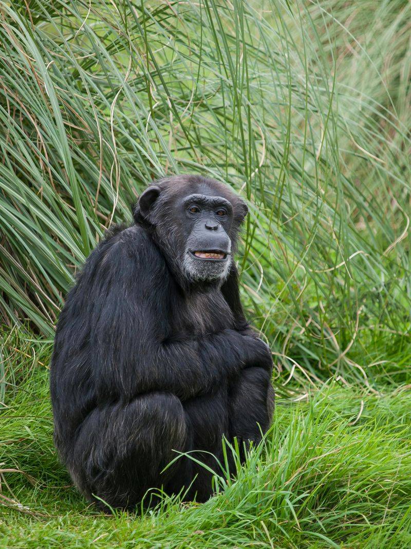 Meet the most intelligent animals on Earth