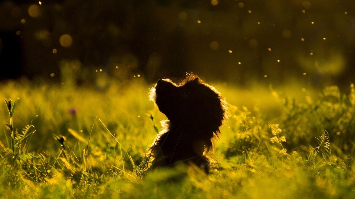 9 words your dog needs to hear to feel loved on its deathbed