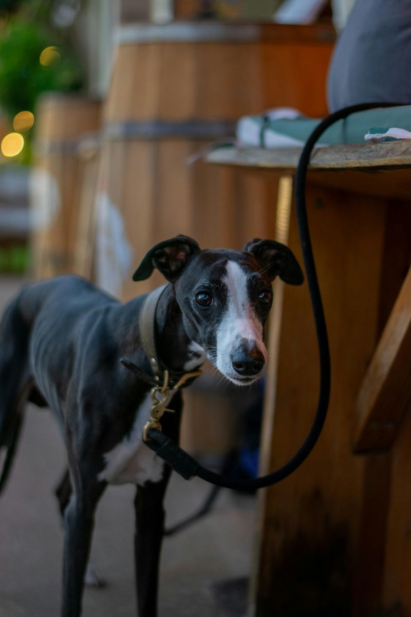 10 dog breeds with iron stomachs (and 5 that need extremely gentle diets)