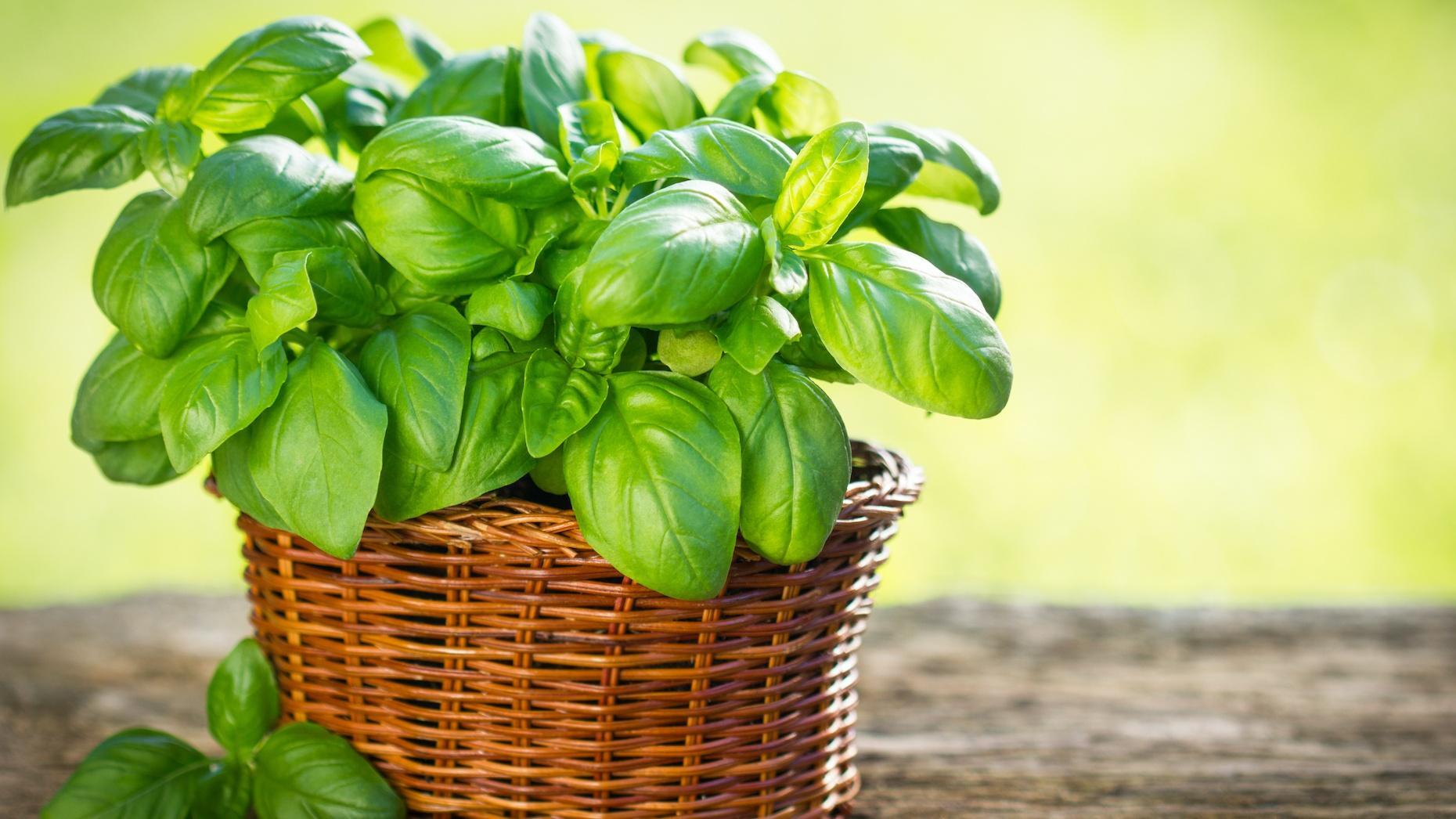 The top foods anyone can grow at home without hassle