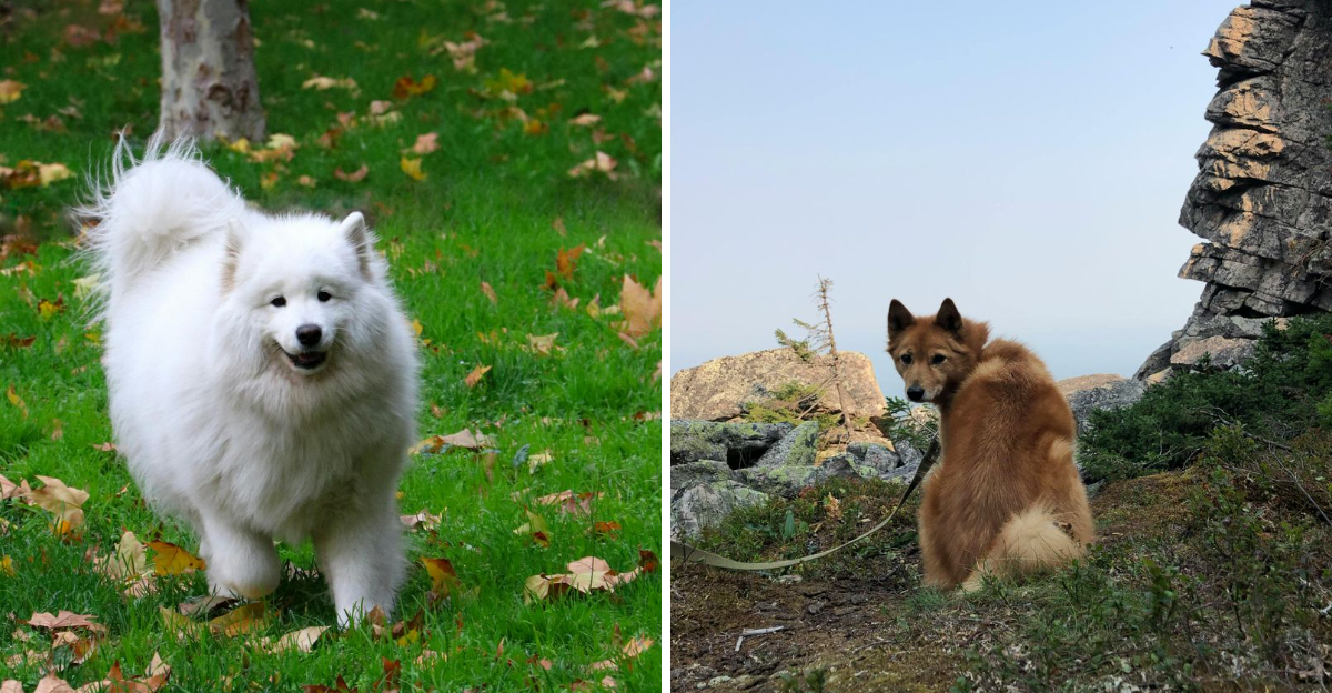10 popular Spitz dog breeds
