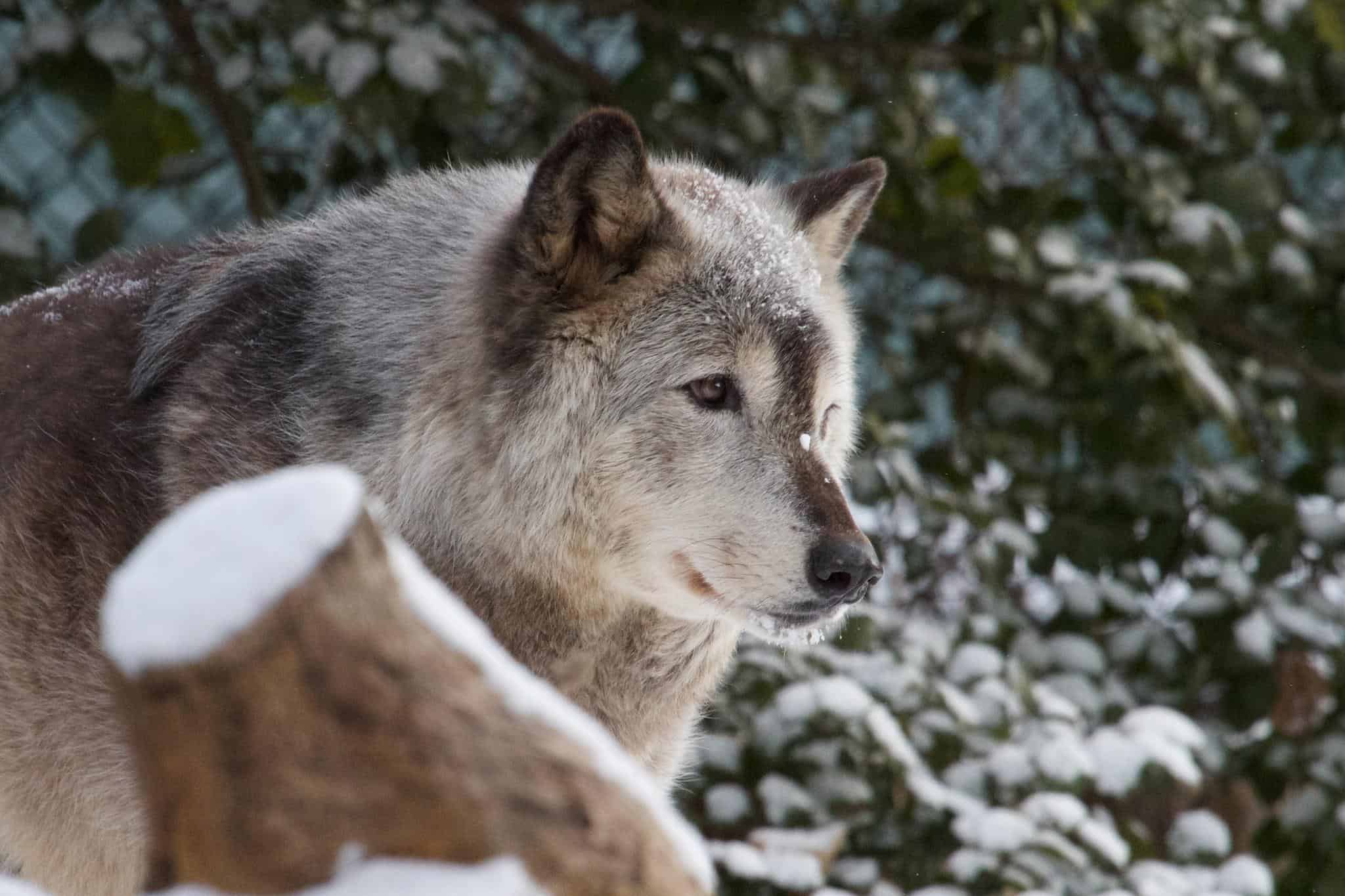 11 amazing facts about arctic wolves