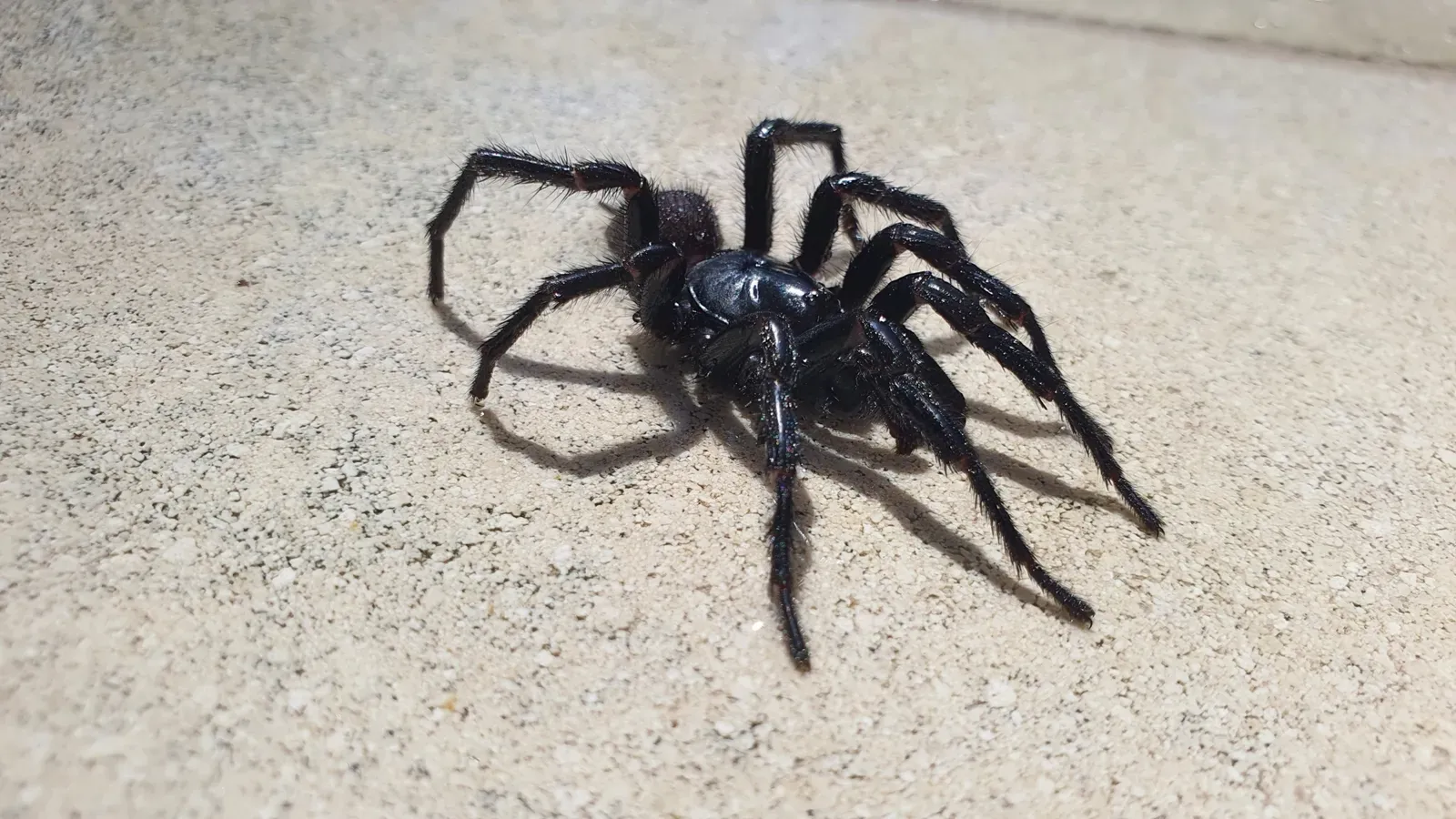 Fear of spiders ranked by which species actually pose a threat