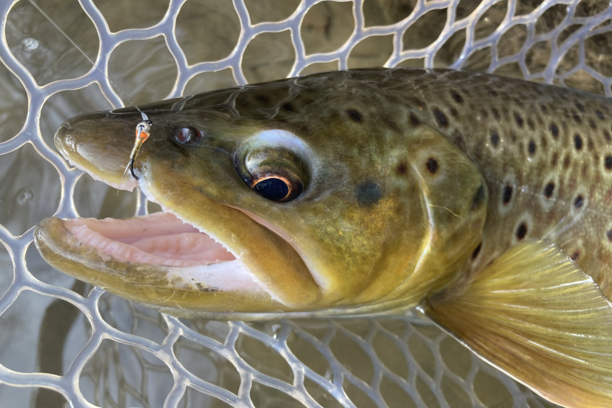 Best trout lures for 2026