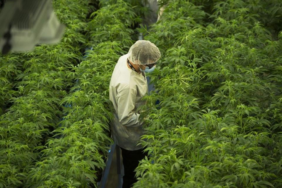 Canopy Growth (CGC) stock climbs on reports of federal cannabis ...