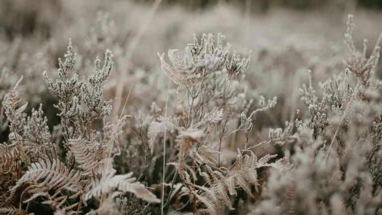 NOAA unveils winter 2025–26 forecast: What it means for the US