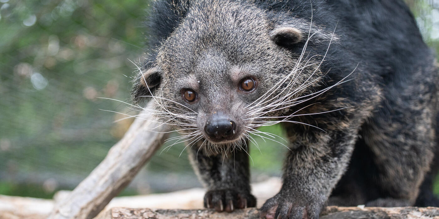 2 zookeepers bitten by 'bearcat' at DC's National Zoo