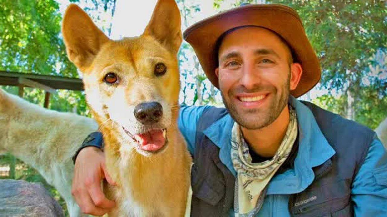 Will a coyote be accepted into a dingo pack?