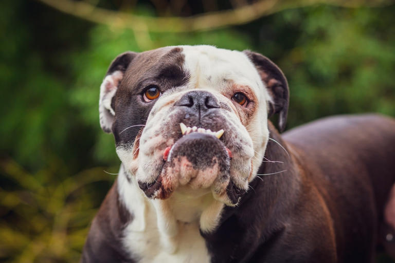 English bulldog protects mom from sponge like his life depends on it