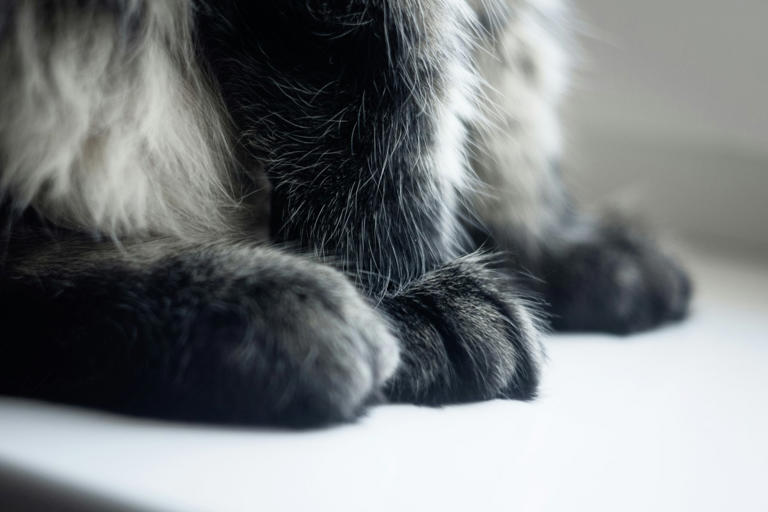 Humongous Maine coon cat out on walk with mom will stop people in their ...