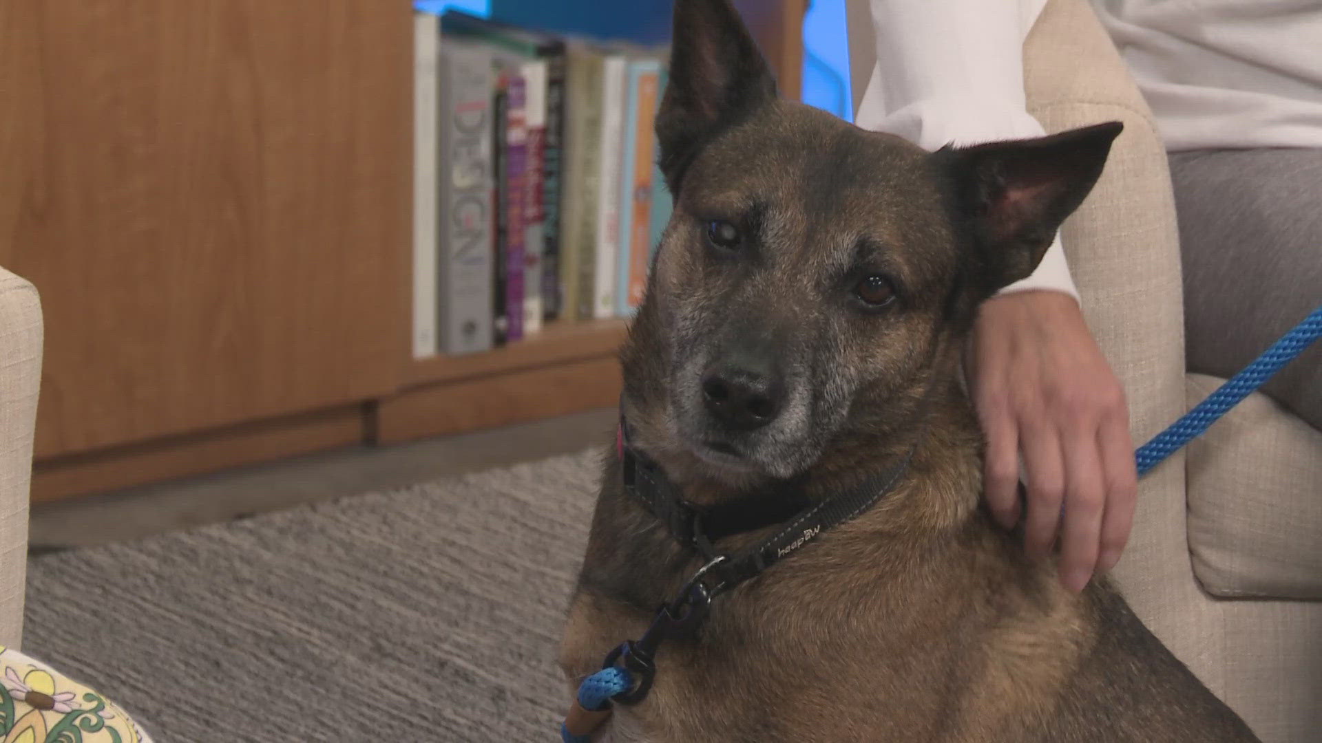 Meet Tex, a dog available to adopt from the Central Texas SPCA | Pet of ...