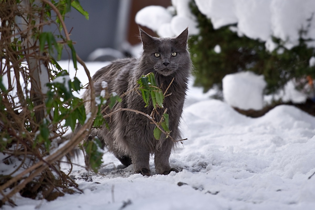 Giant Maine coon cat leaves humongous snowy paw prints like a Sasquatch