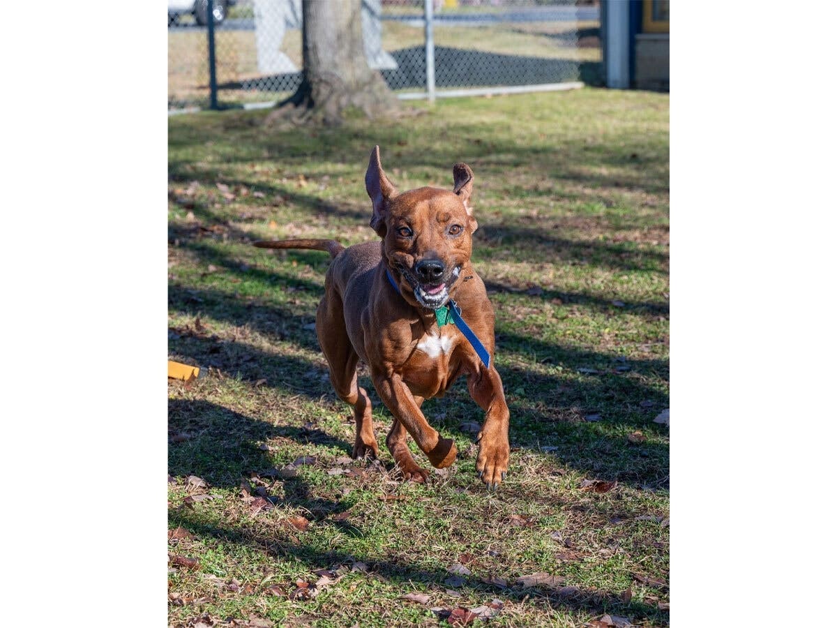 Meet Finigan: Lower Bucks County's shelter pet of the week