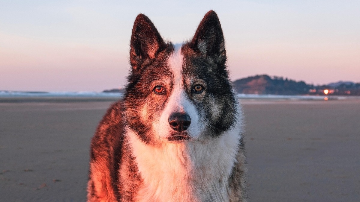 9 words your dog needs to hear to feel loved on its deathbed