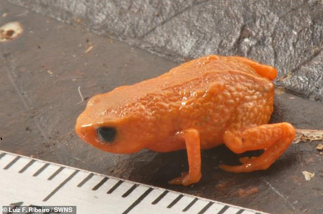Meet the newest addition to the frog family! Adorable tiny pumpkin ...