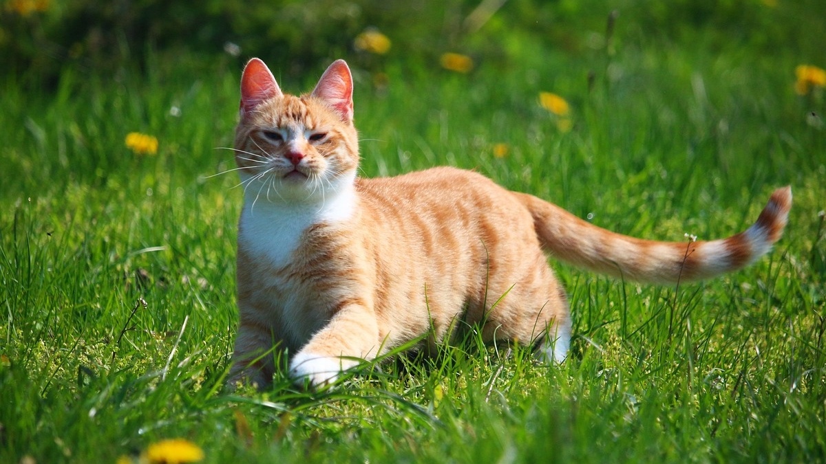 Tu gato odia estos 5 hábitos humanos (lo sacan de quicio)