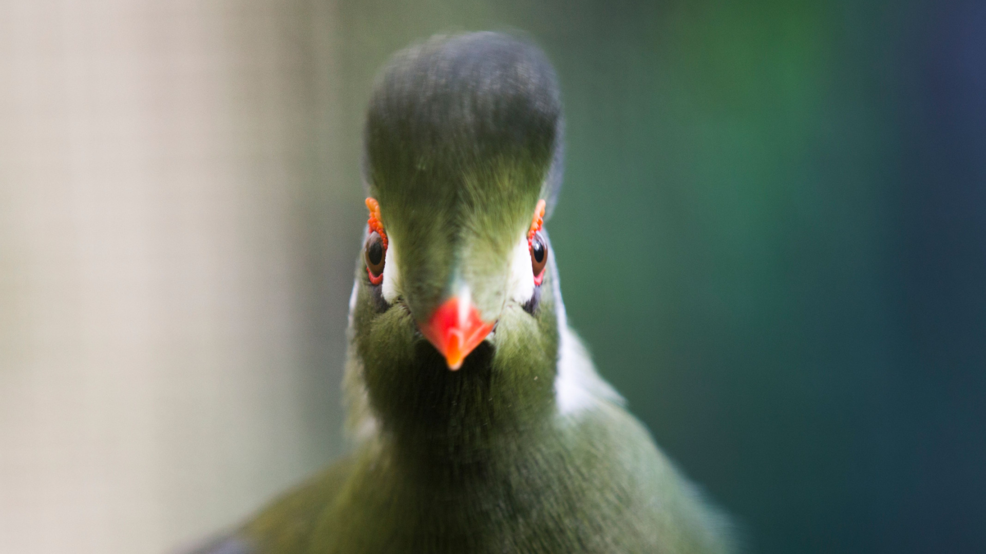 Take a look at the world’s funniest birds
