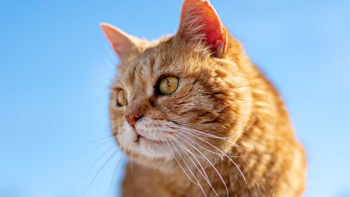 8 traits that make cats choose you (and you probably didn't know it)