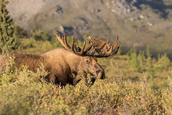 Places to spot moose in the wild