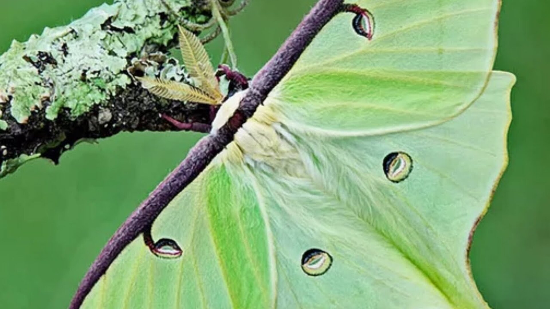 The least helpful animal adaptations