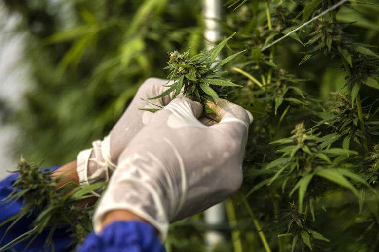 Cannabis stocks surge. Trump may reclassify marijuana—but White House ...