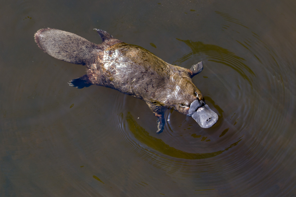 Rare animals with extraordinary senses